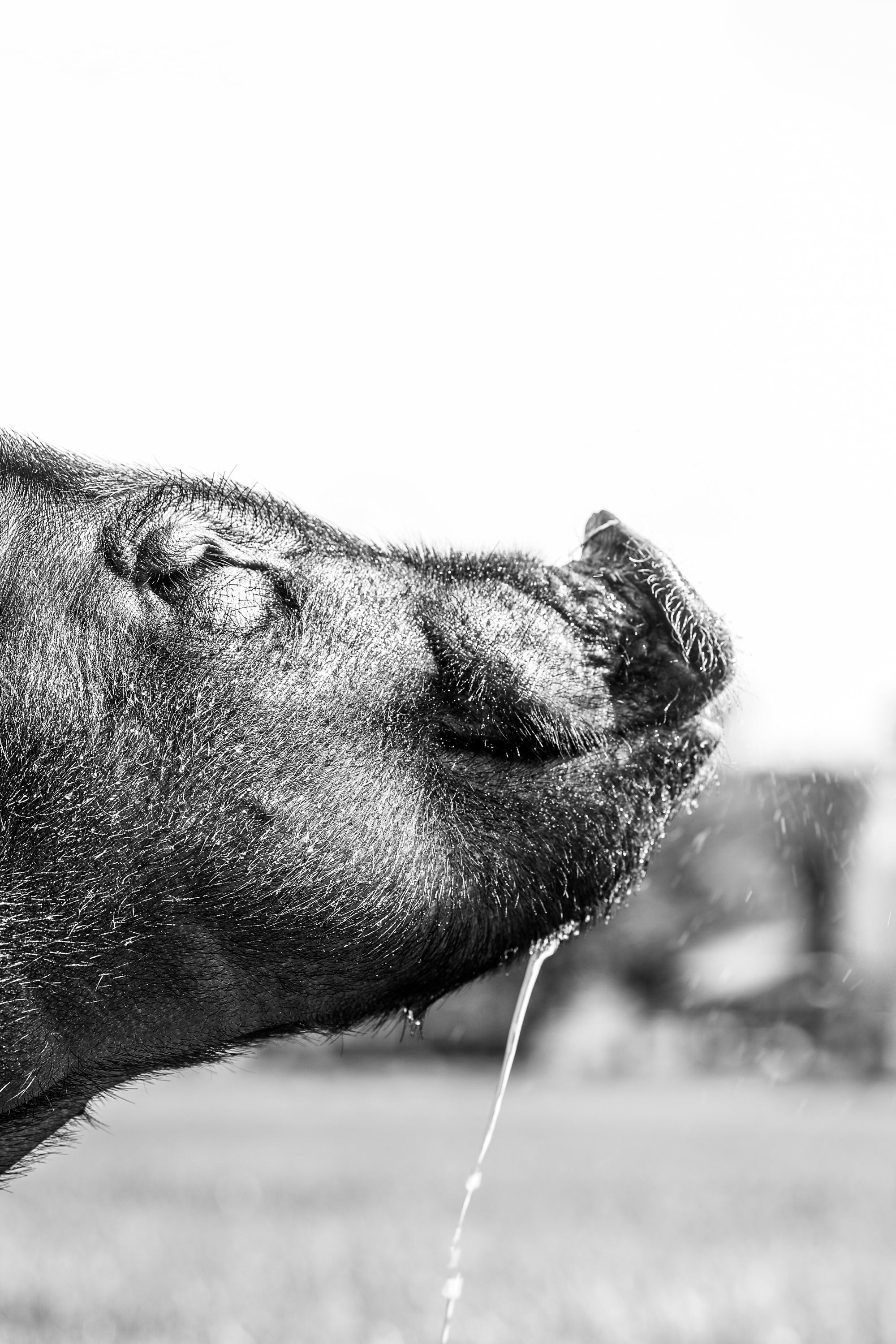 Swine Supplements – Show Stock Supply