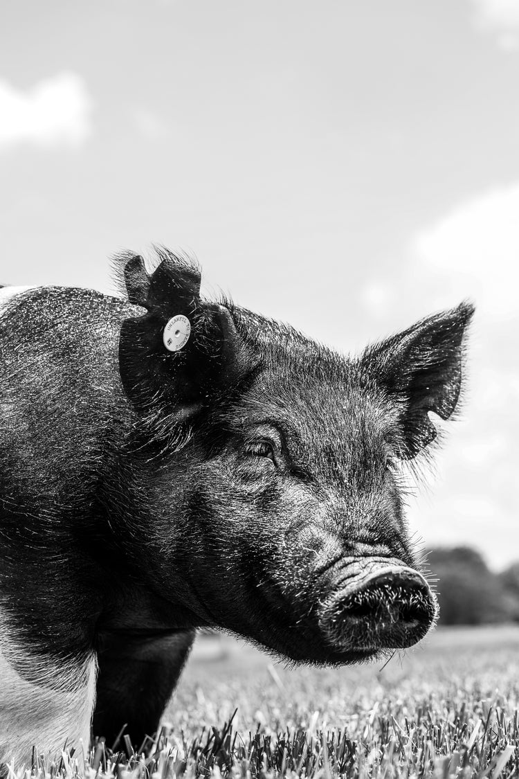 Rule Supplements – Show Stock Supply